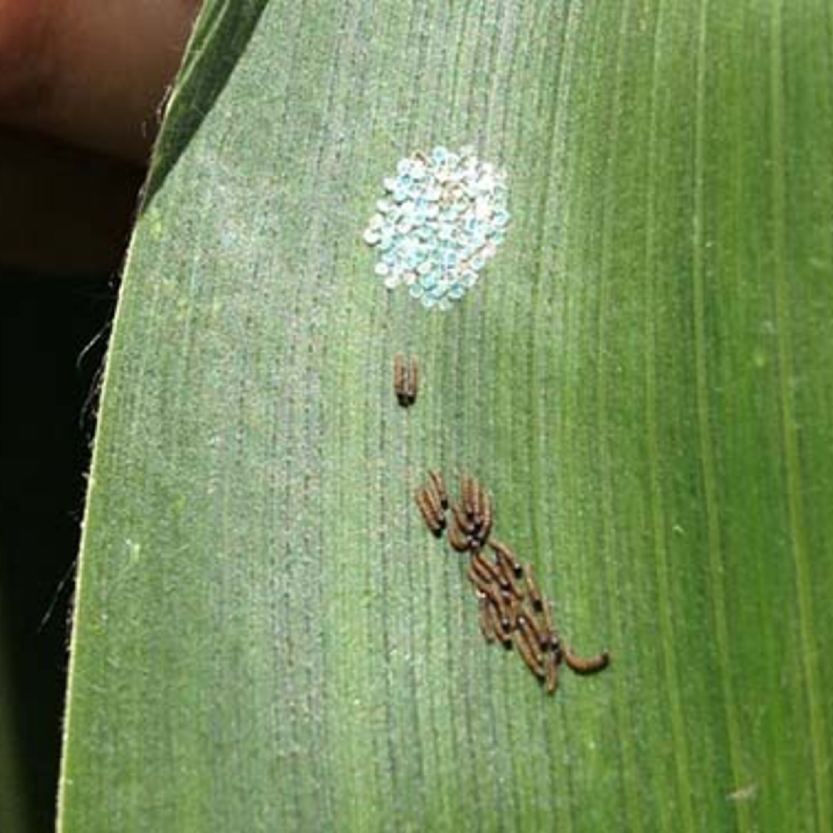 Introduction to WBC Biology and Behavior | Agroecosystems Entomology ...